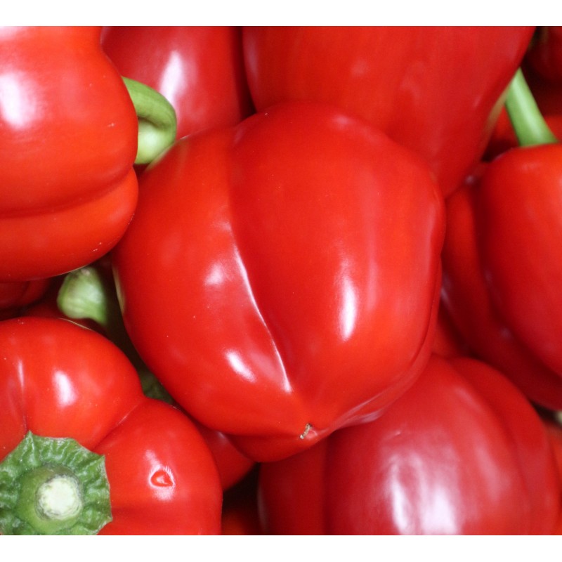 Poivron Rouge, La Pièce