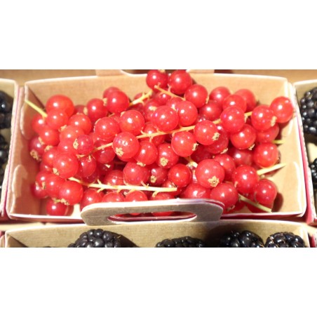 Groseilles Fraîches 125g